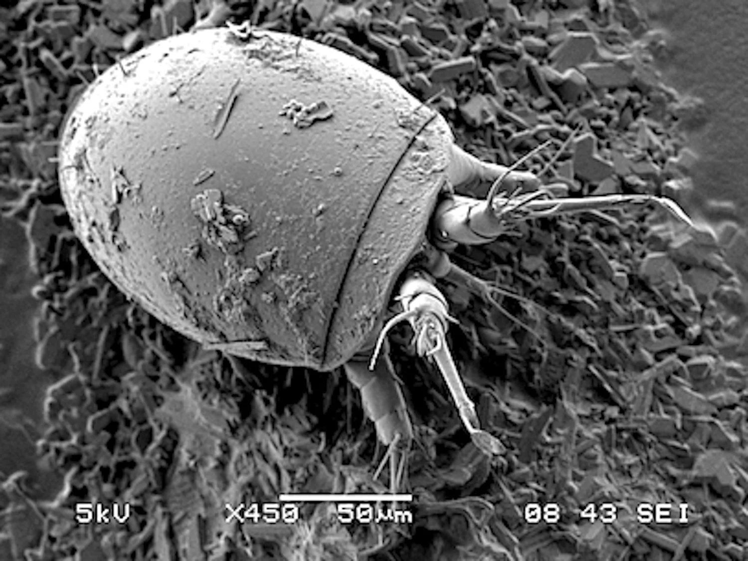 Identifying with soil fauna — Global Soil Biodiversity Initiative