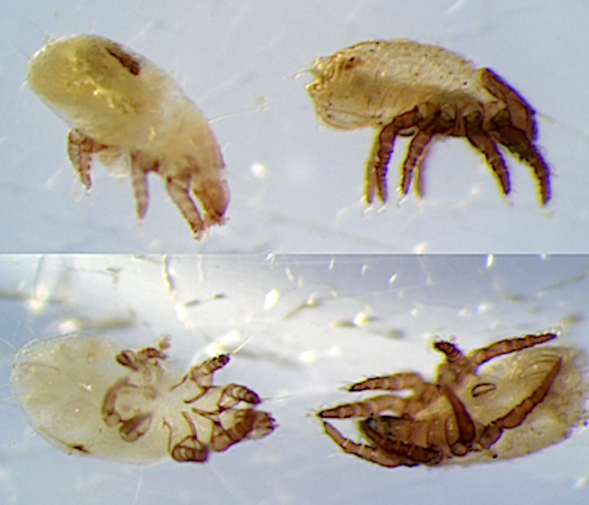 Identifying with soil fauna — Global Soil Biodiversity Initiative