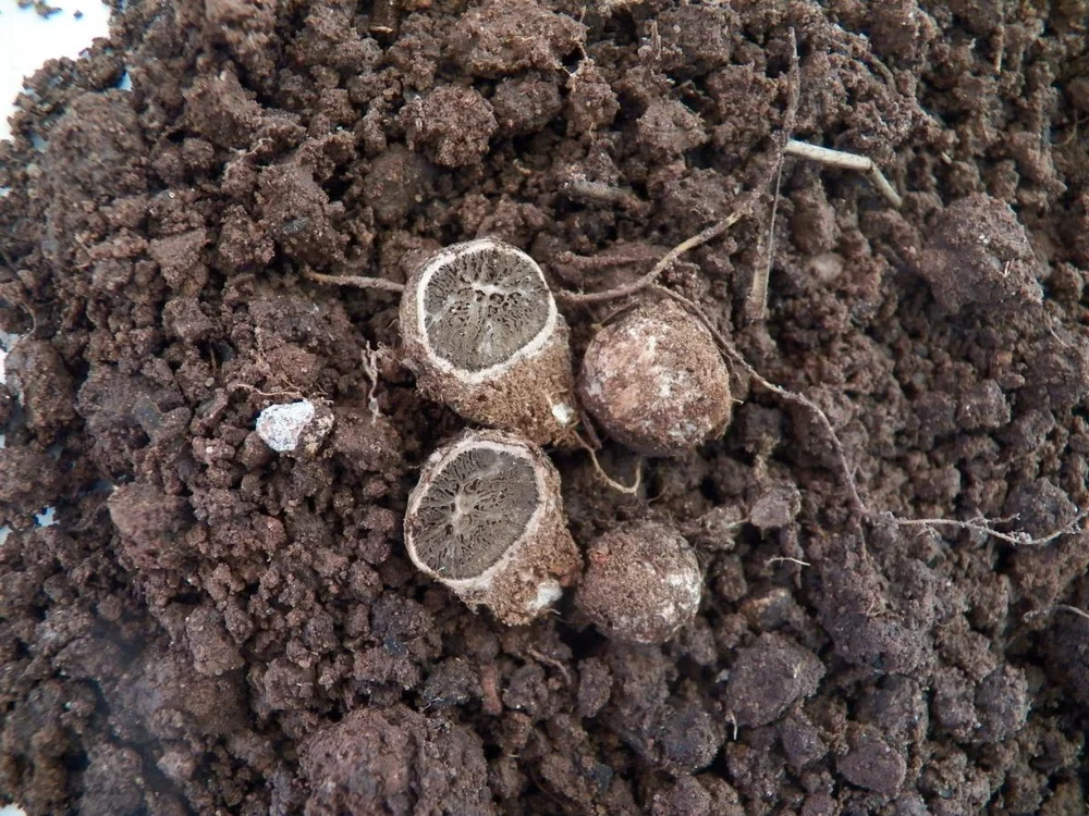 Are invasive fungal species always the bad guys in human affected ...