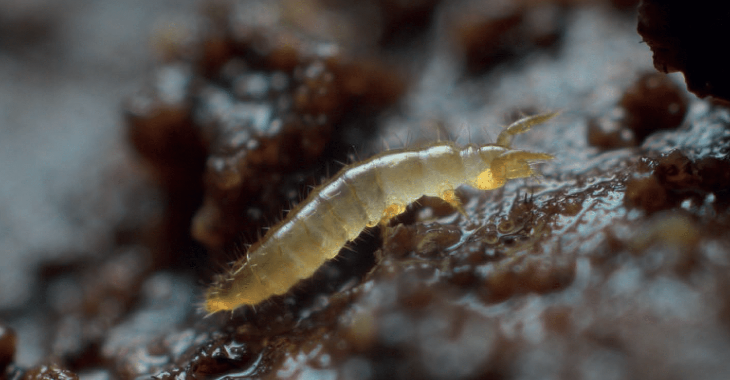 Protura — Global Soil Biodiversity Initiative