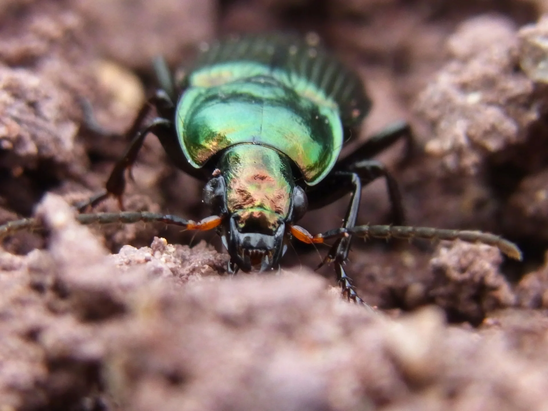 Coleoptera — Global Soil Biodiversity Initiative