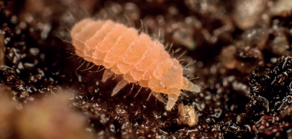 Collembola — Global Soil Biodiversity Initiative