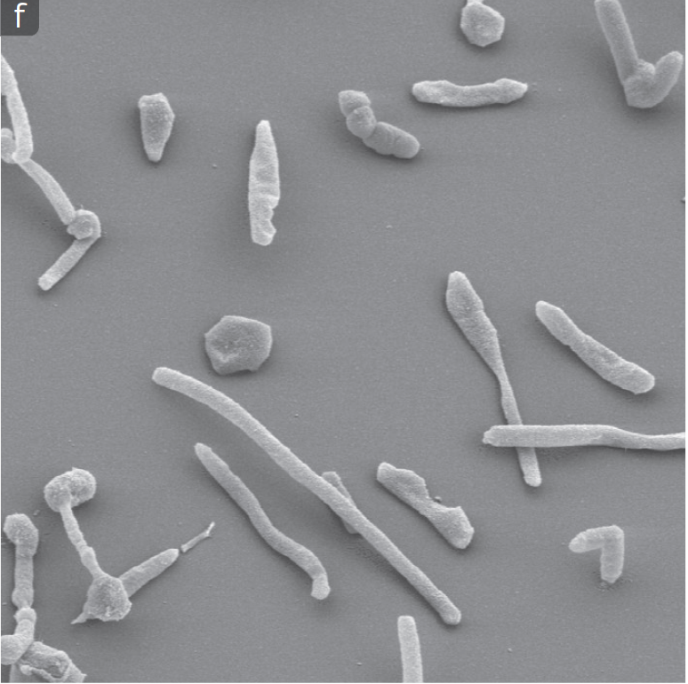Archaea — Global Soil Biodiversity Initiative
