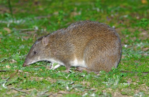 Scratching below the surface with Australia’s digging mammals — Global ...