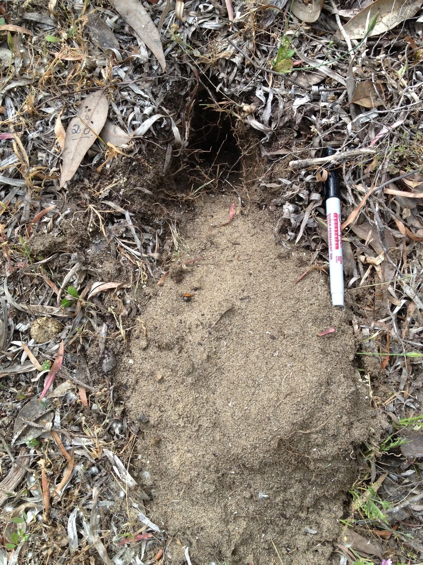 Scratching below the surface with Australia’s digging mammals — Global ...