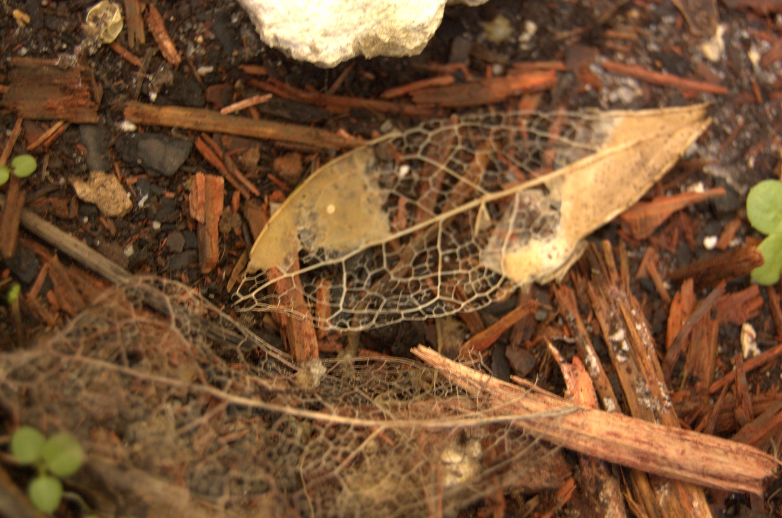 Why Soil Biodiversity — Global Soil Biodiversity Initiative Why Soil Biodiversity — Global Soil Biodiversity Initiative