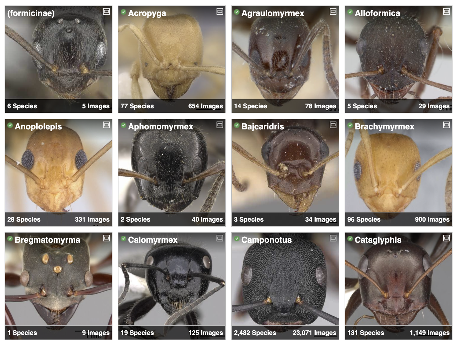 A wealth of information on the world’s ants — Global Soil Biodiversity ...