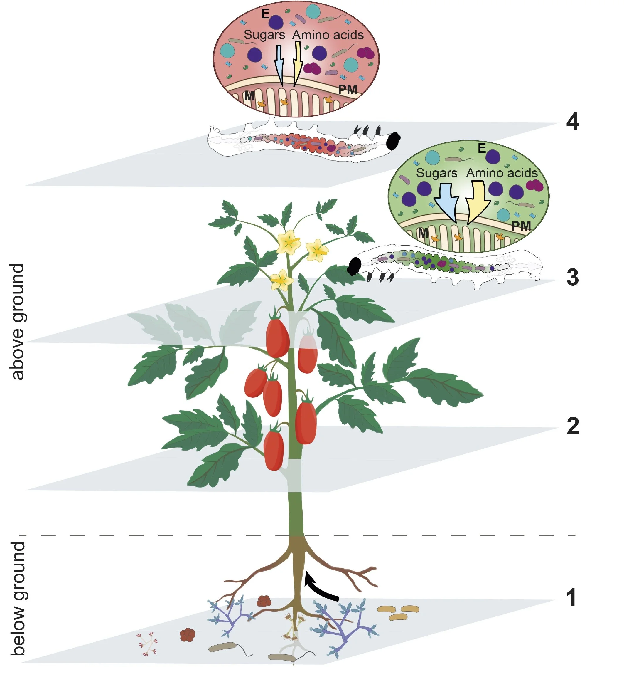 A soil fungus affects insect-plant interactions by manipulating the ...