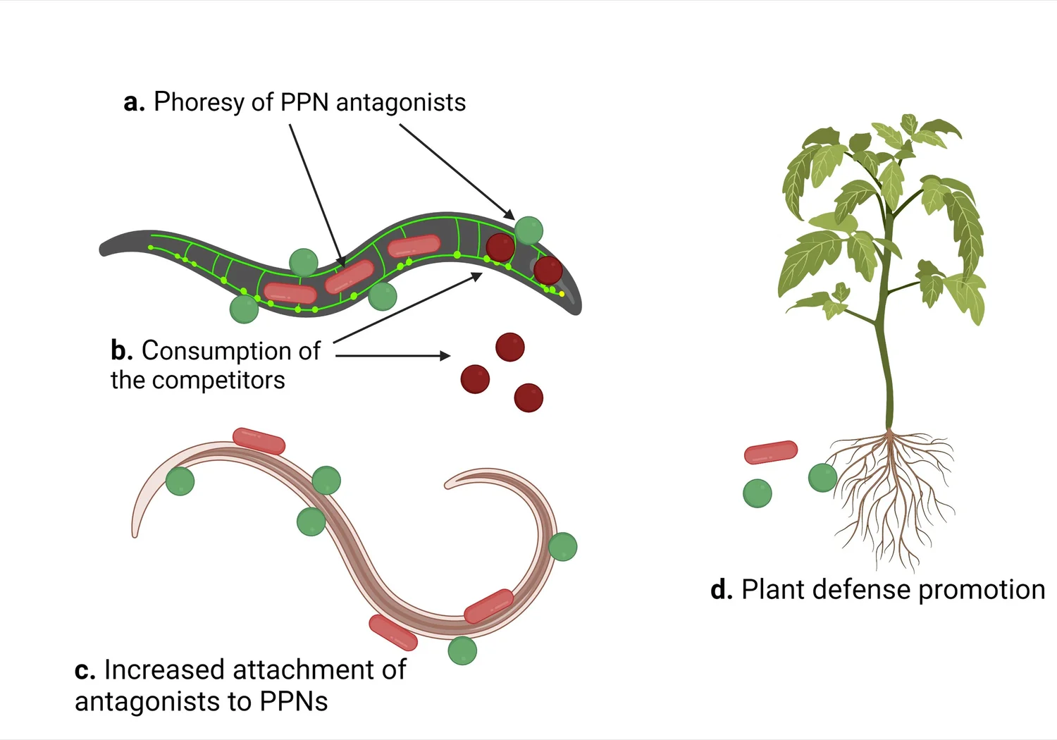Breaking good: Soil nematodes as important players for plant ...