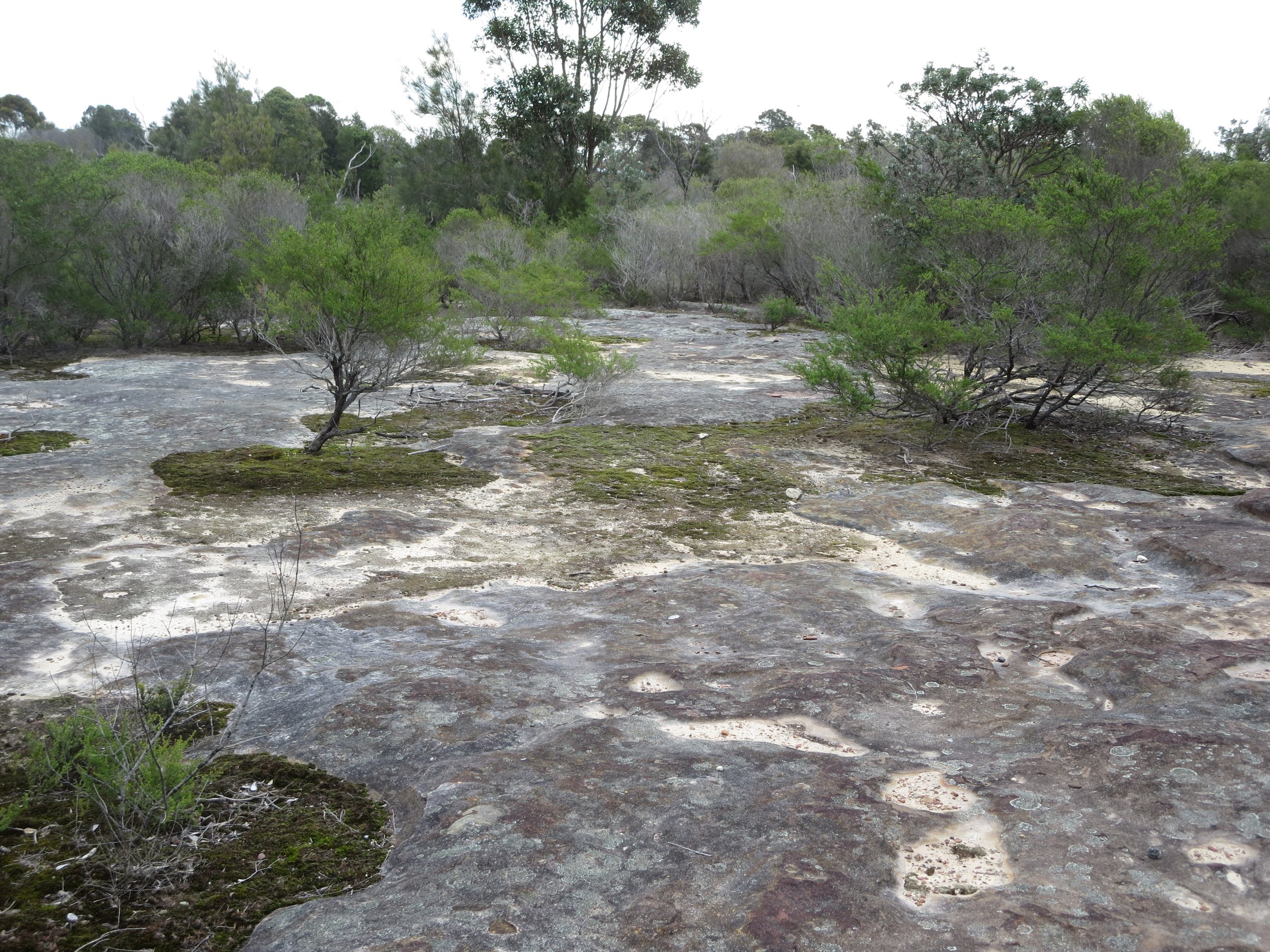 Mosses: Earth can’t do without them — Global Soil Biodiversity Initiative