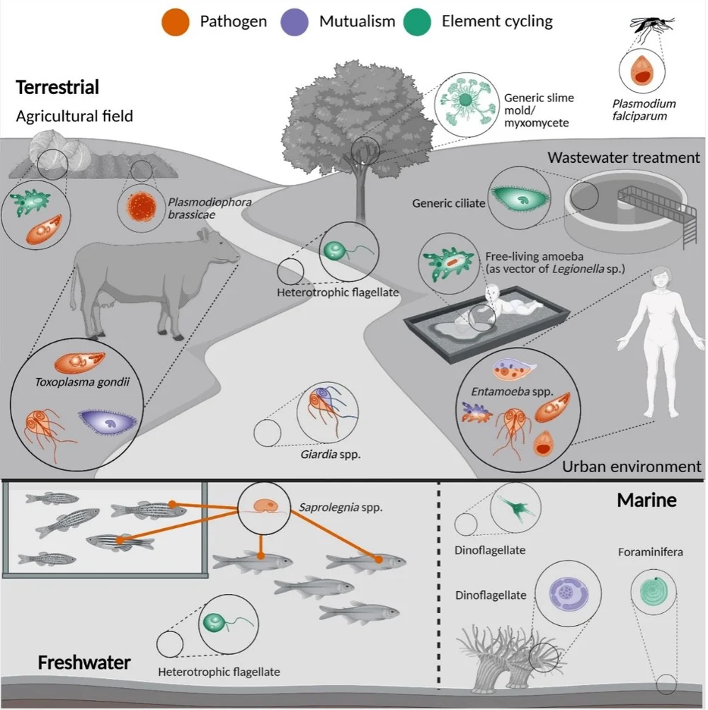 Soil Biodiversity–Ecosystem Functioning (sBEF): The More, the Better ...