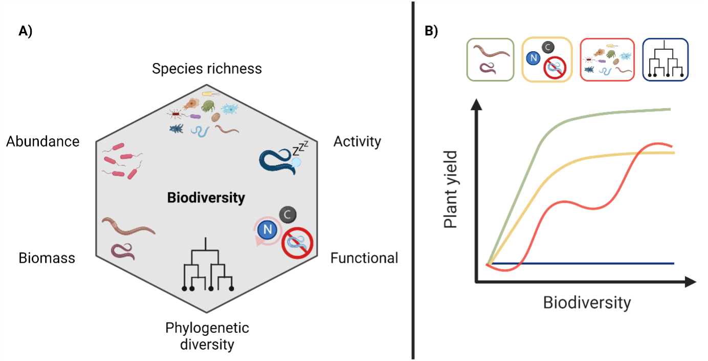 Soil Biodiversity–Ecosystem Functioning (sBEF): The More, the Better ...