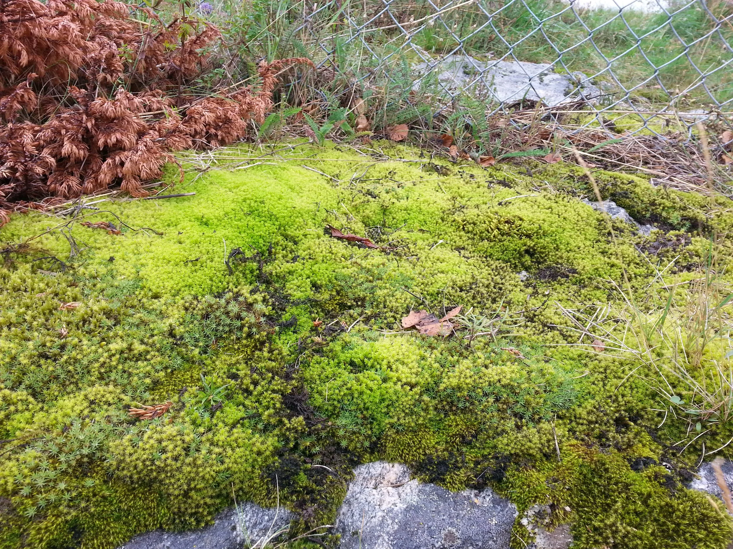 Mosses: Earth can’t do without them — Global Soil Biodiversity Initiative