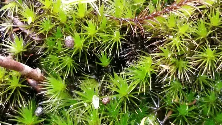 Mosses: Earth can’t do without them — Global Soil Biodiversity Initiative