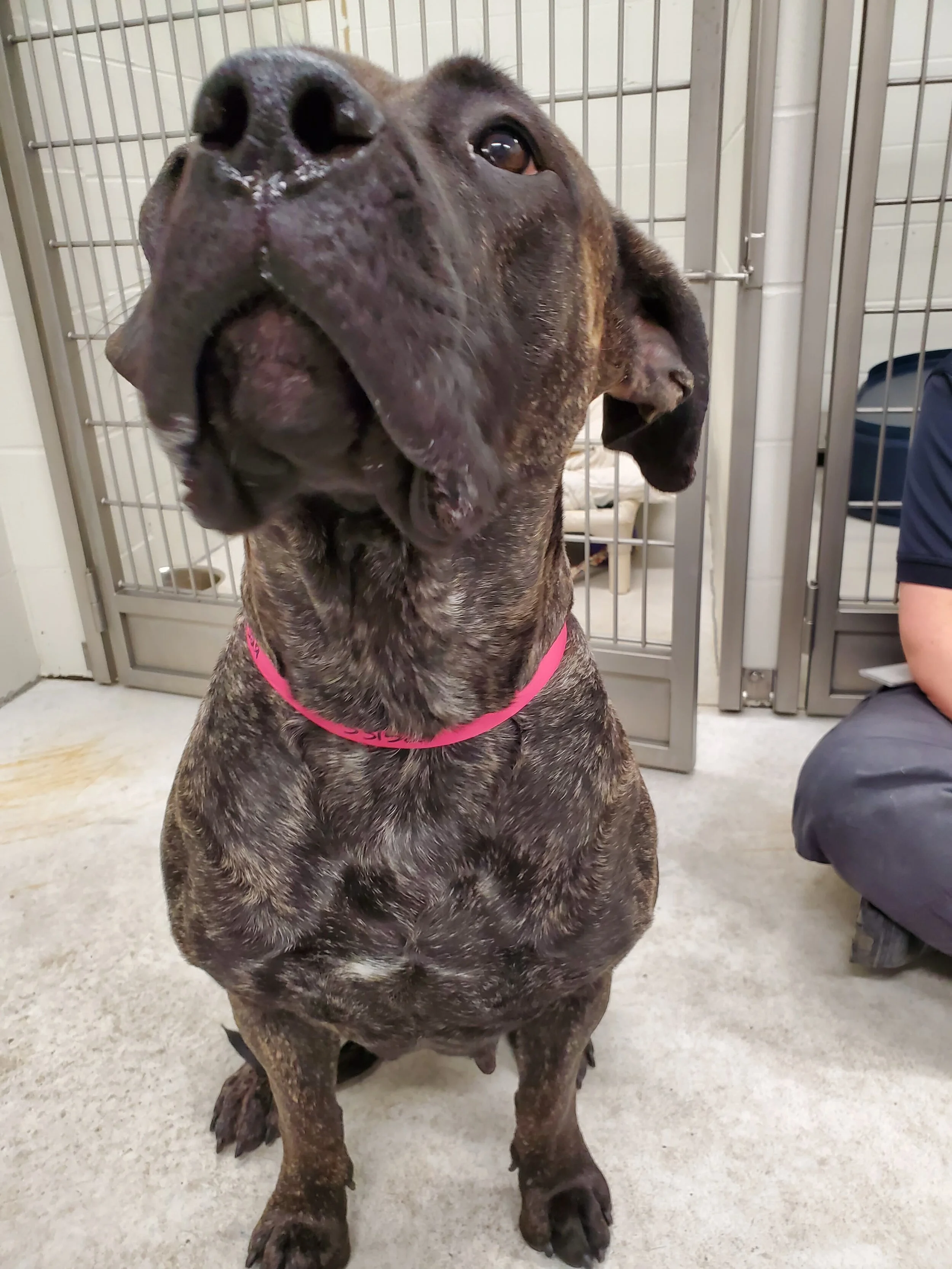 Baby — UnbreakaBULL Pitbull Rescue