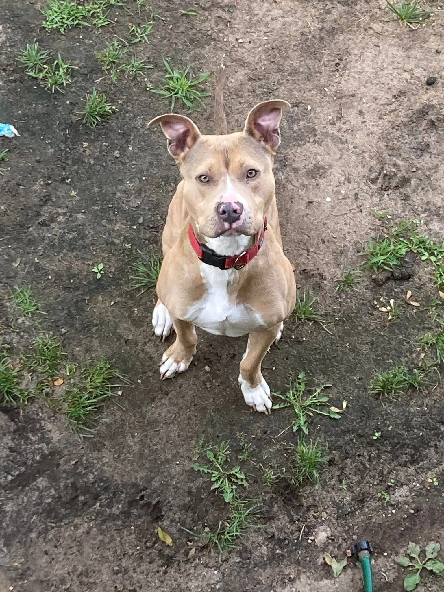 AdoptaBull — UnbreakaBULL Pitbull Rescue