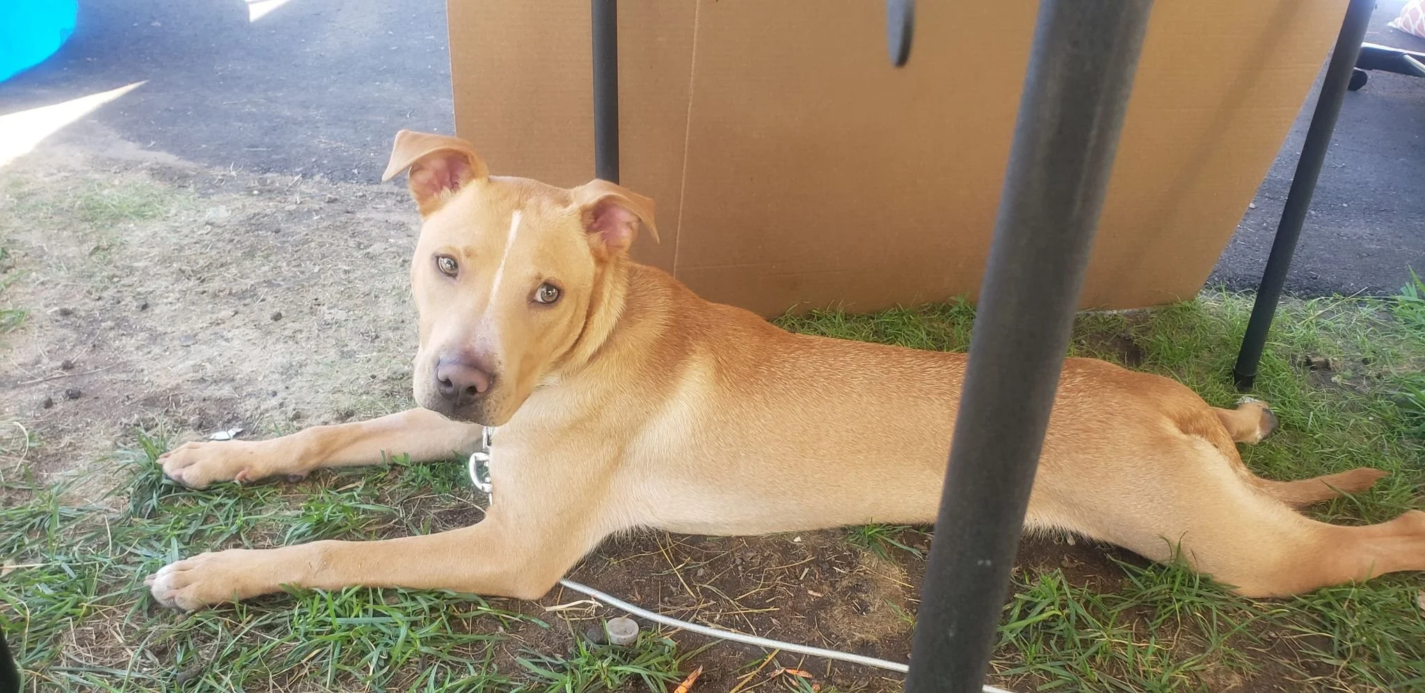 AdoptaBull — UnbreakaBULL Pitbull Rescue