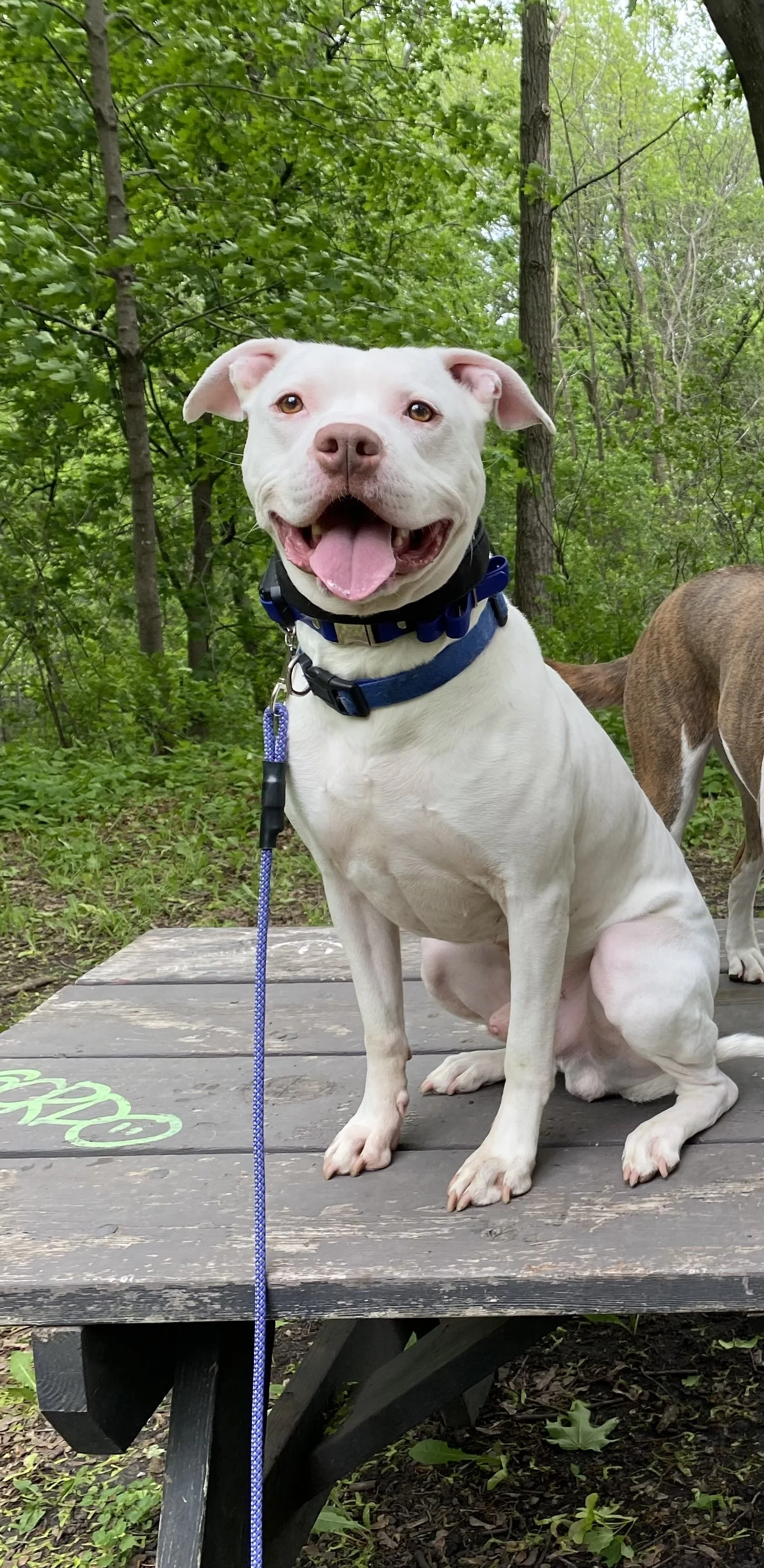 AdoptaBull — UnbreakaBULL Pitbull Rescue