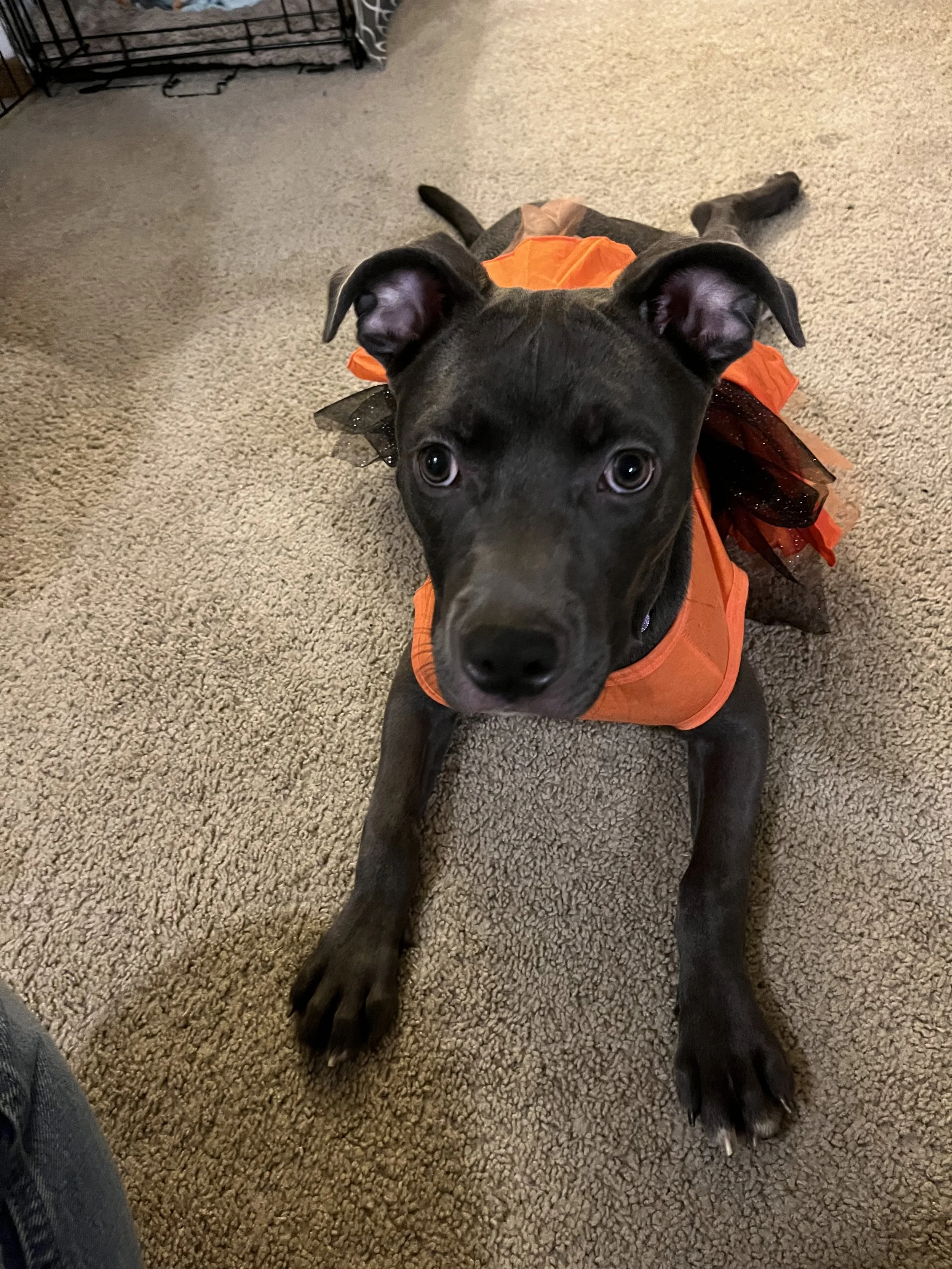 Martini — UnbreakaBULL Pitbull Rescue