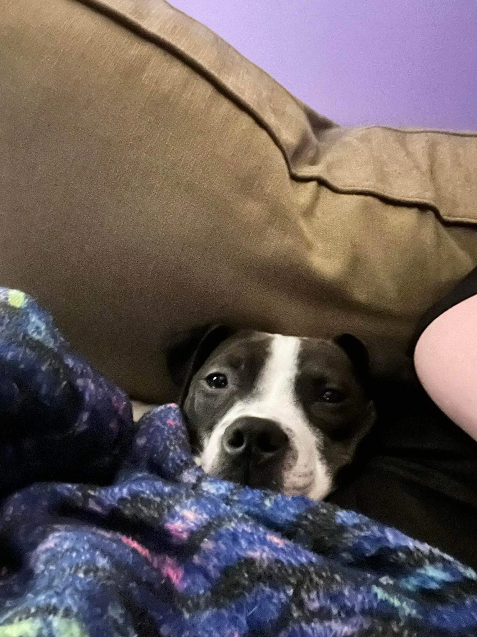 Mackaveli — UnbreakaBULL Pitbull Rescue