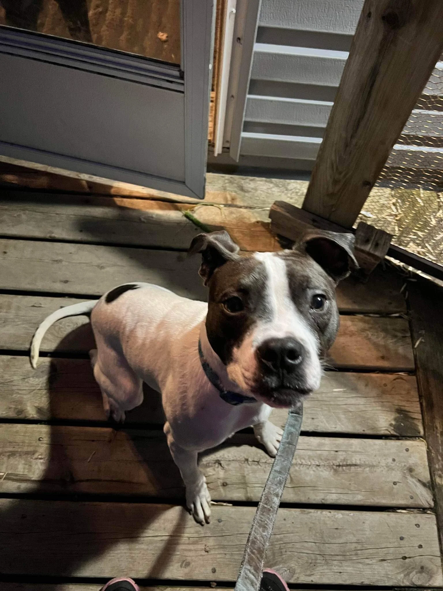 Mackaveli — UnbreakaBULL Pitbull Rescue