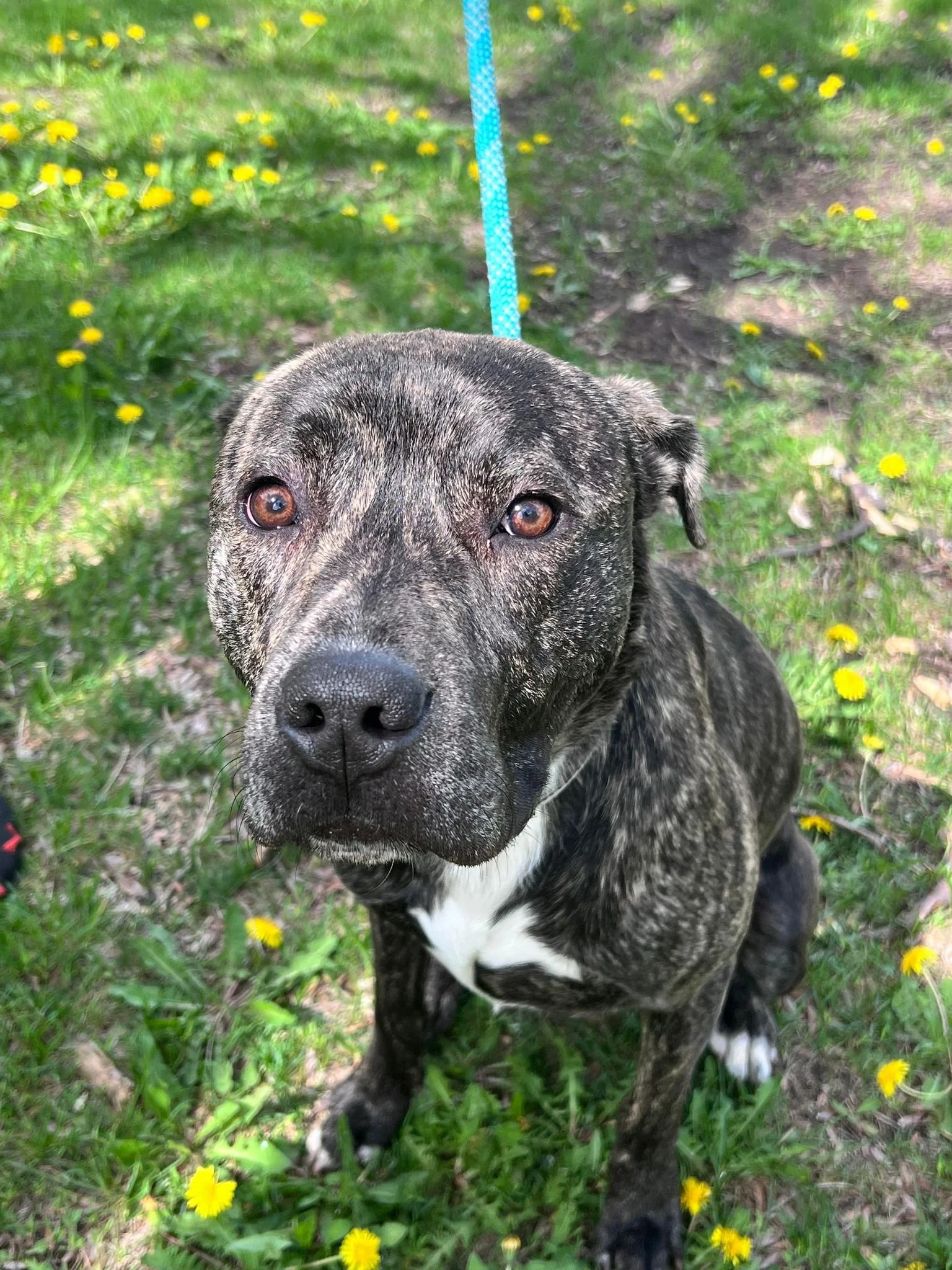 AdoptaBull — UnbreakaBULL Pitbull Rescue