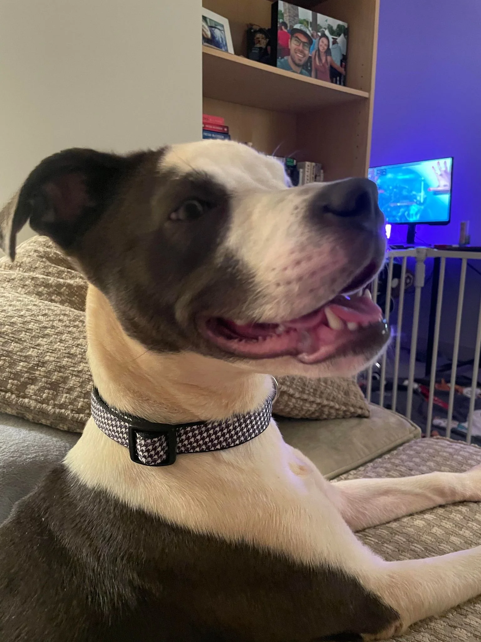 Toga — UnbreakaBULL Pitbull Rescue