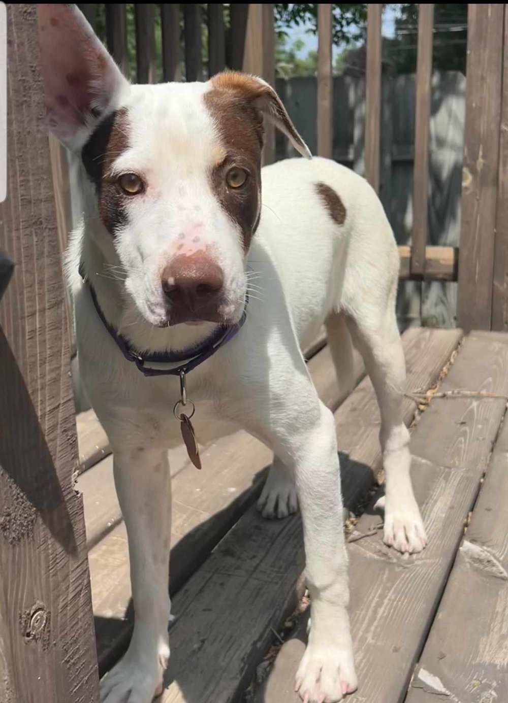 Casper — UnbreakaBULL Pitbull Rescue