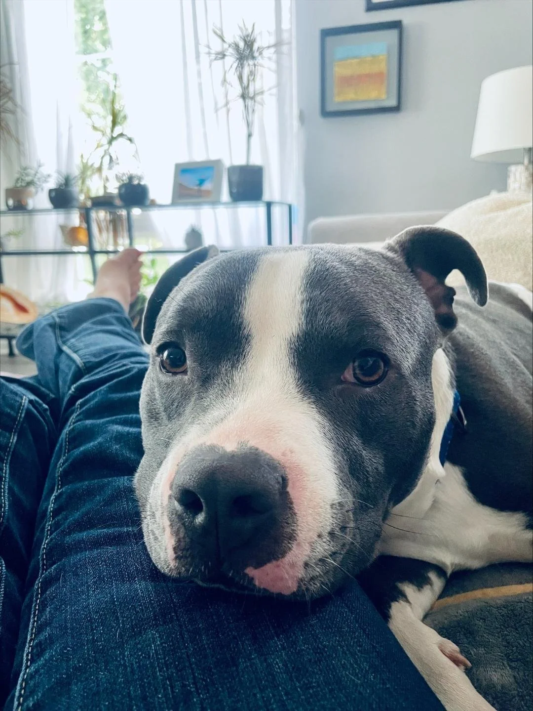 AdoptaBull — UnbreakaBULL Pitbull Rescue