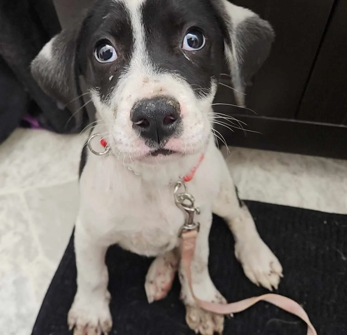 AdoptaBull — UnbreakaBULL Pitbull Rescue