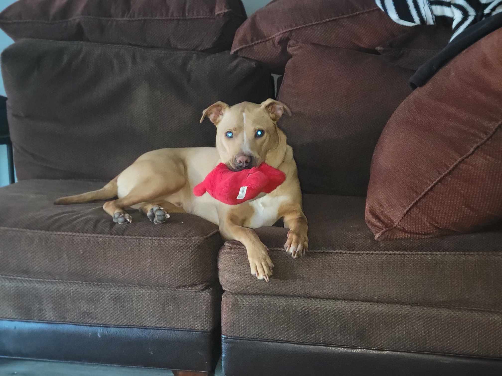 AdoptaBull — UnbreakaBULL Pitbull Rescue