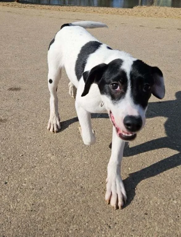 Scout — UnbreakaBULL Pitbull Rescue