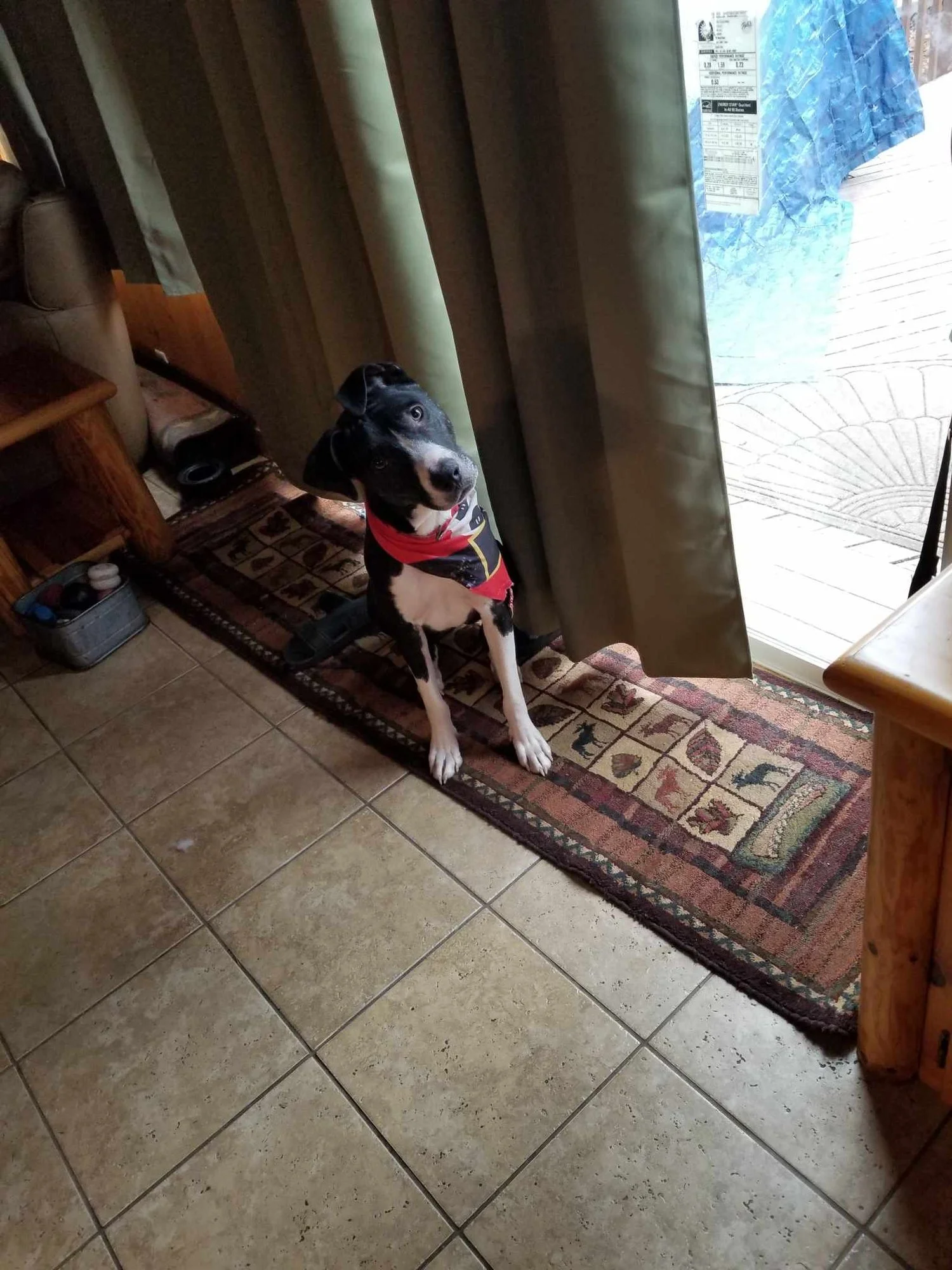 AdoptaBull — UnbreakaBULL Pitbull Rescue