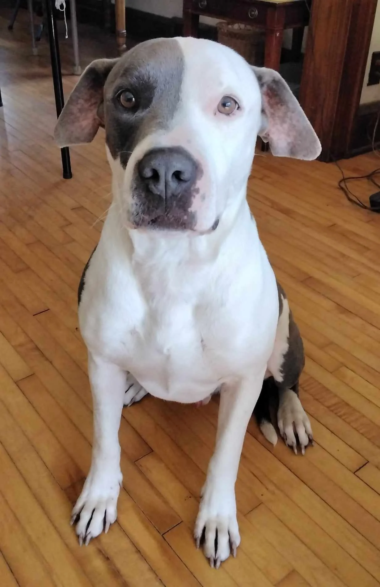 AdoptaBull — UnbreakaBULL Pitbull Rescue