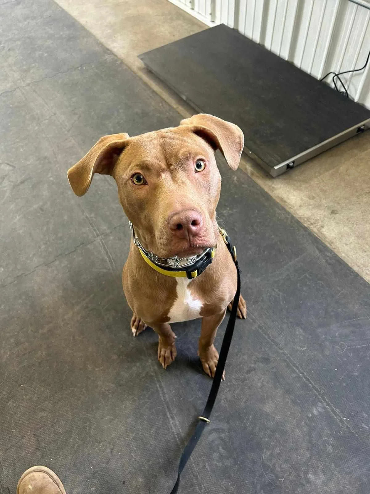 AdoptaBull — UnbreakaBULL Pitbull Rescue