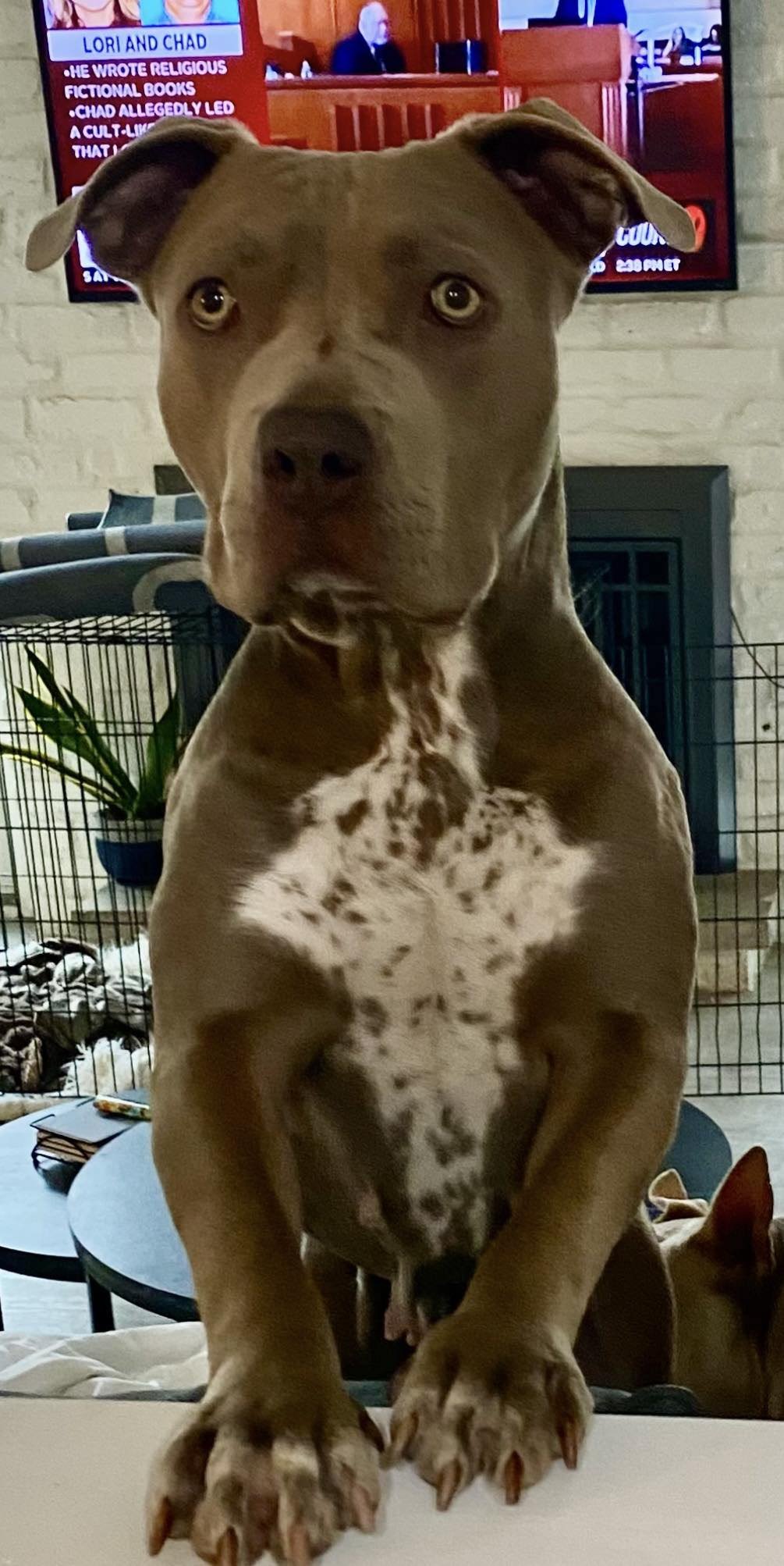 AdoptaBull — UnbreakaBULL Pitbull Rescue