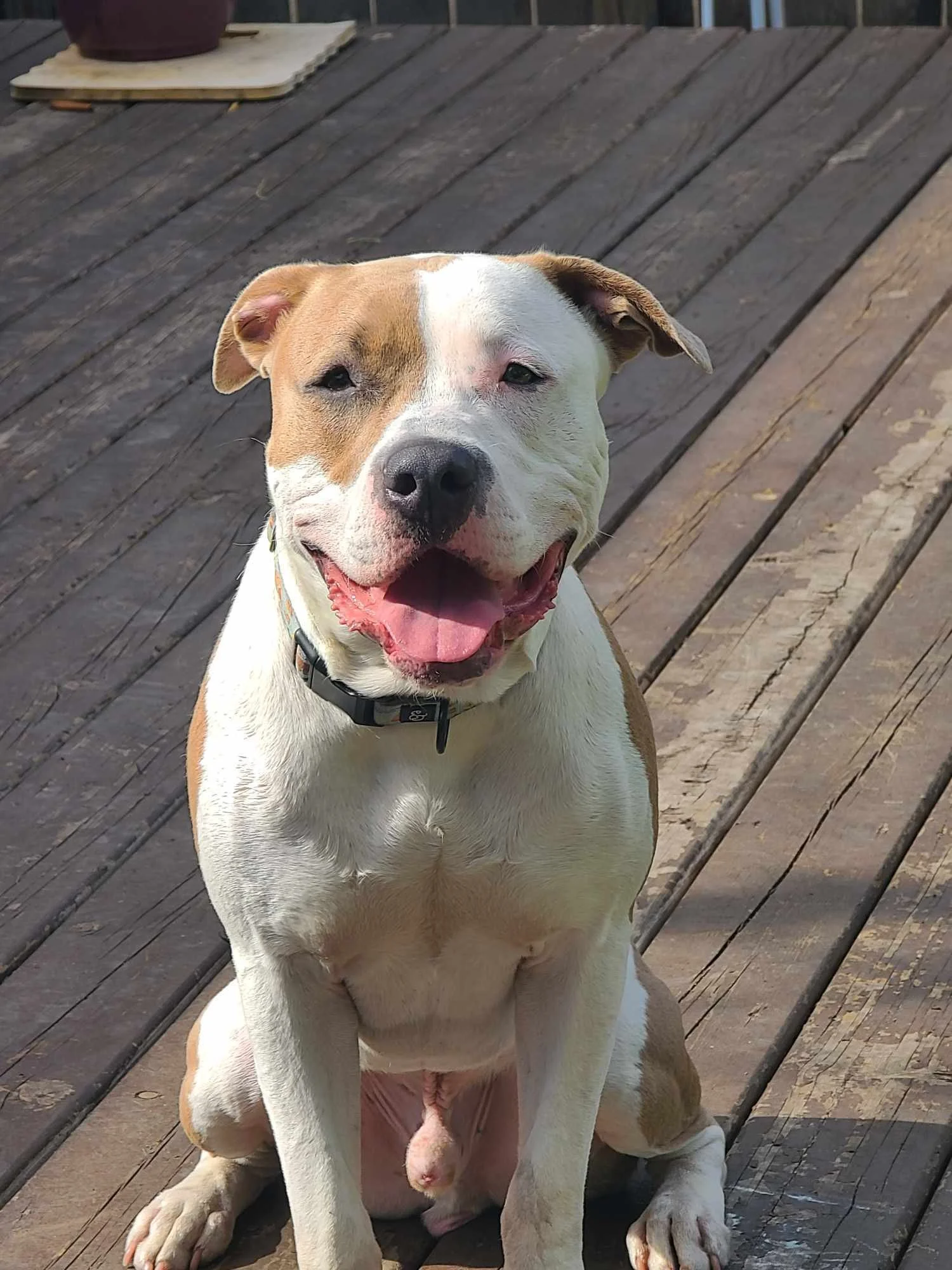 AdoptaBull — UnbreakaBULL Pitbull Rescue