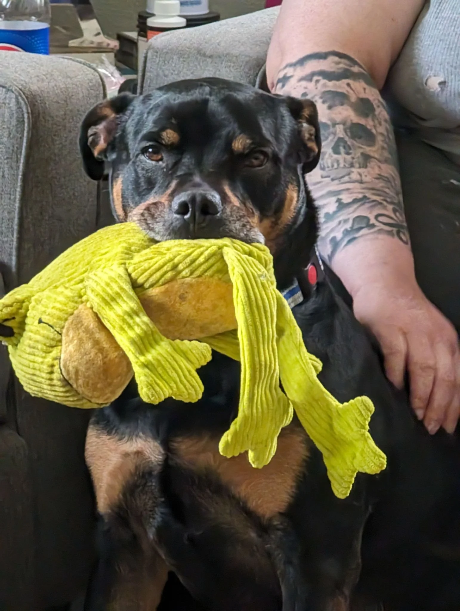 AdoptaBull — UnbreakaBULL Pitbull Rescue