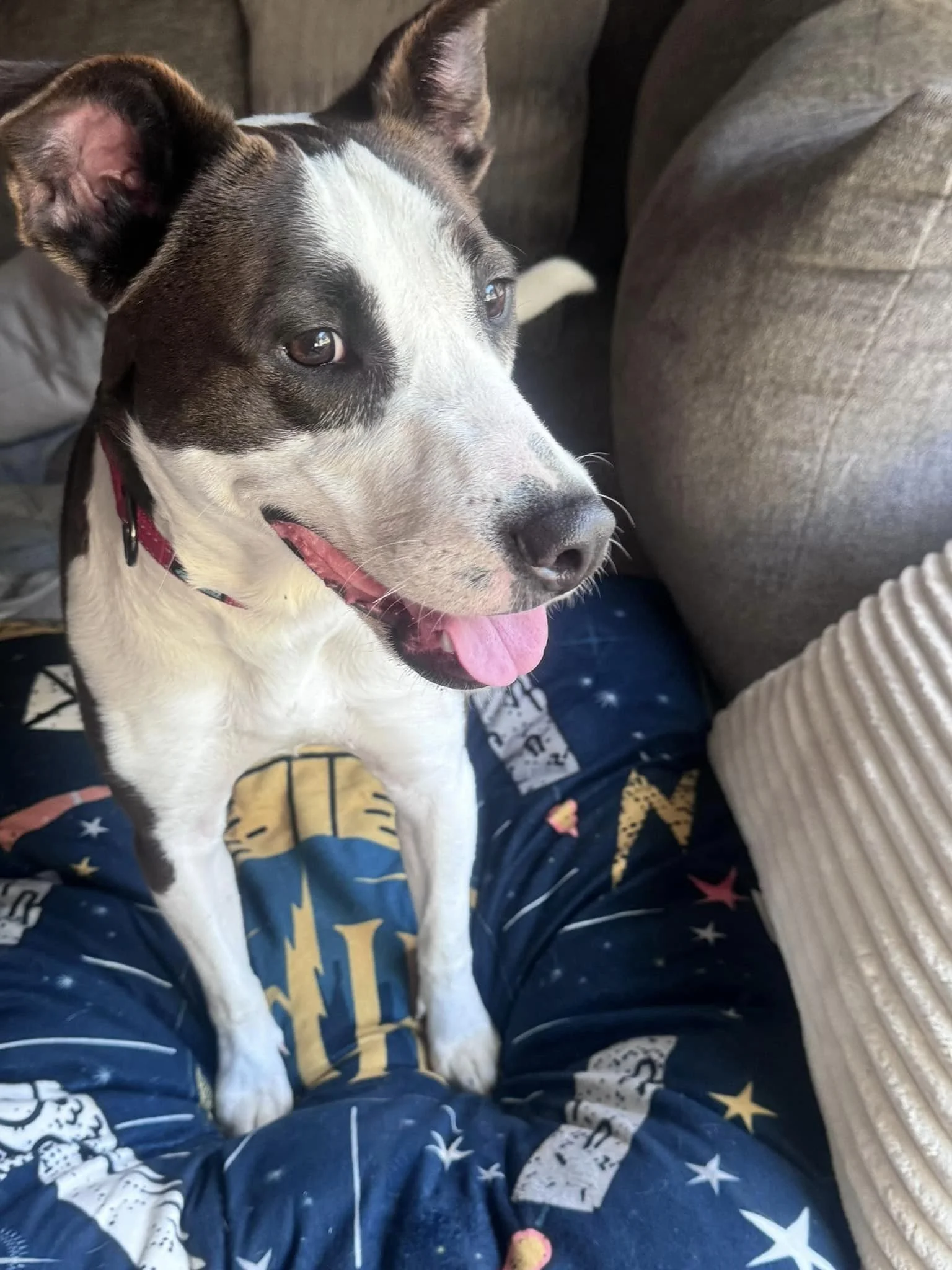 AdoptaBull — UnbreakaBULL Pitbull Rescue