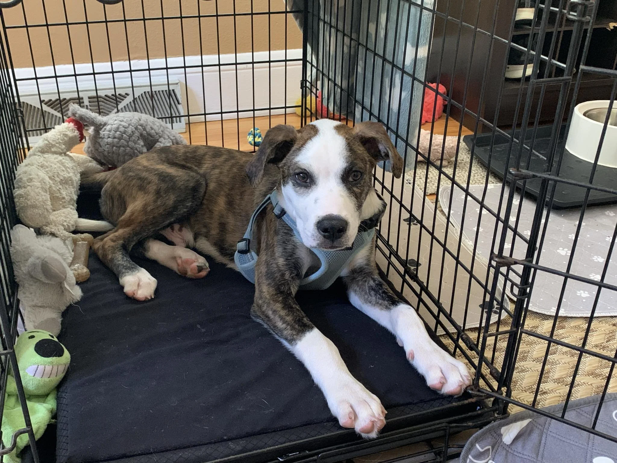 AdoptaBull — UnbreakaBULL Pitbull Rescue