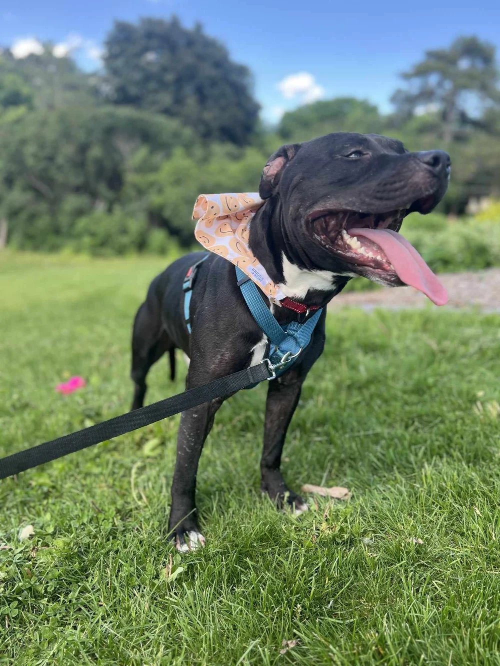 Draco — UnbreakaBULL Pitbull Rescue