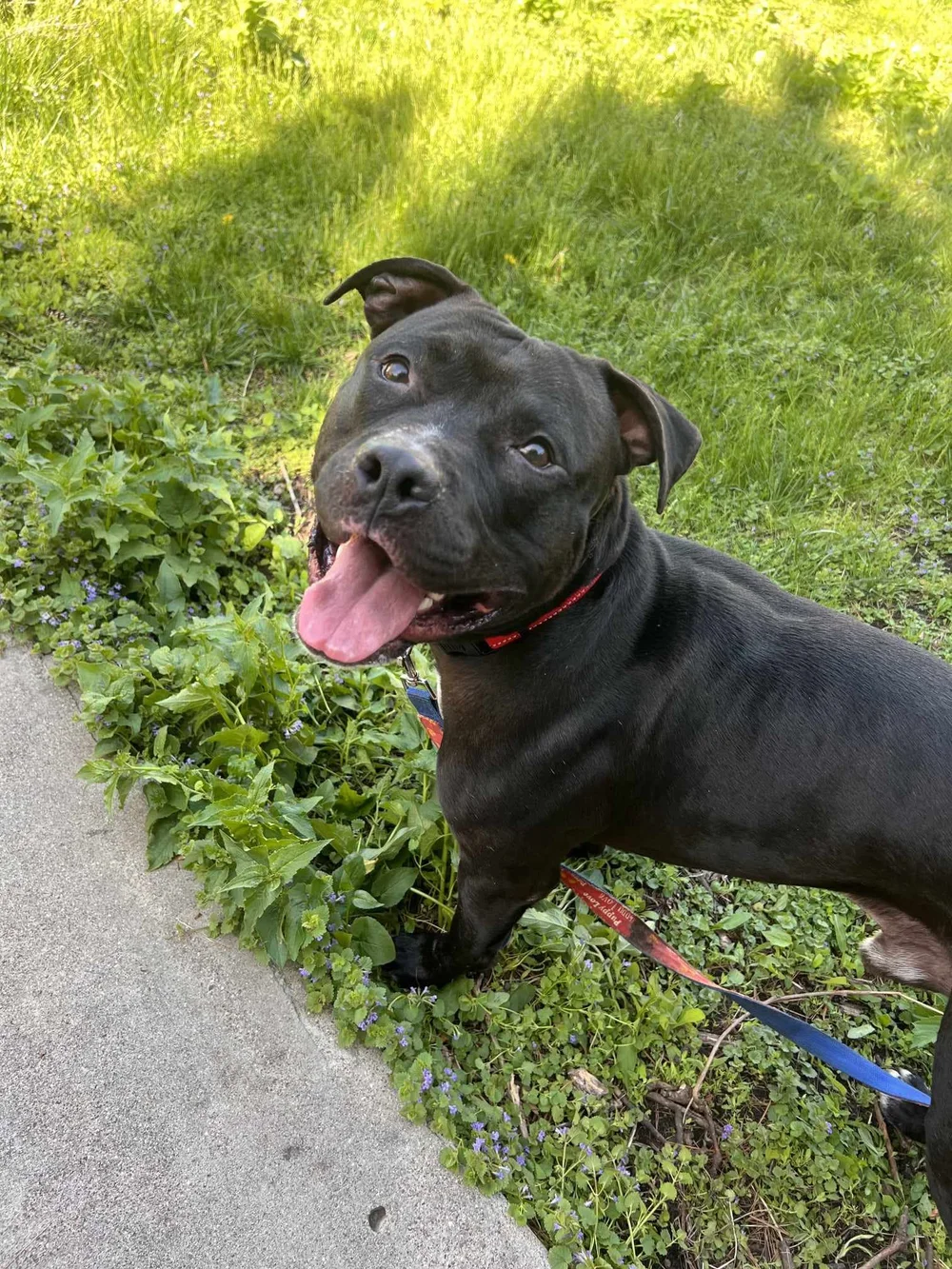 Draco — UnbreakaBULL Pitbull Rescue