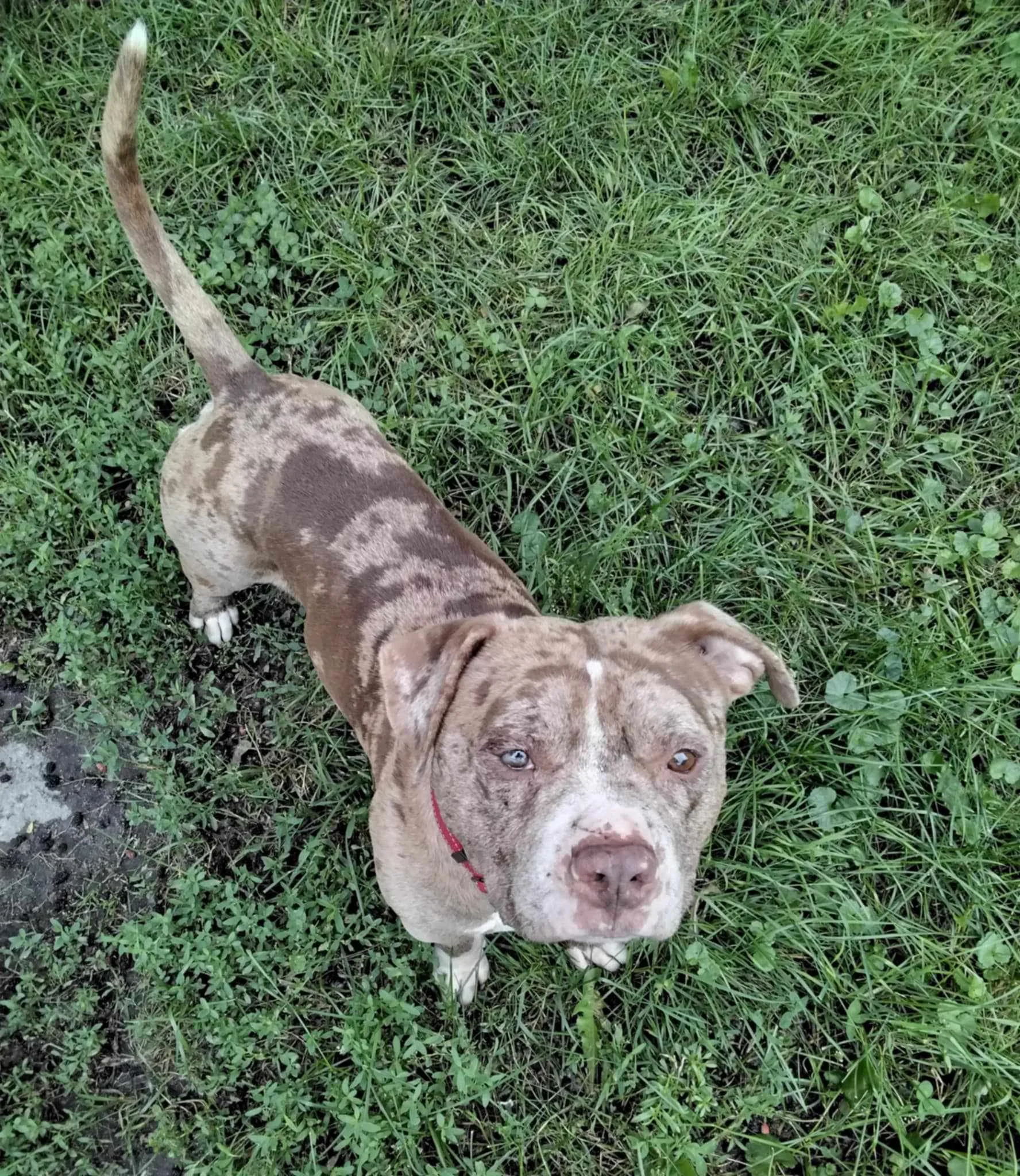 AdoptaBull — UnbreakaBULL Pitbull Rescue