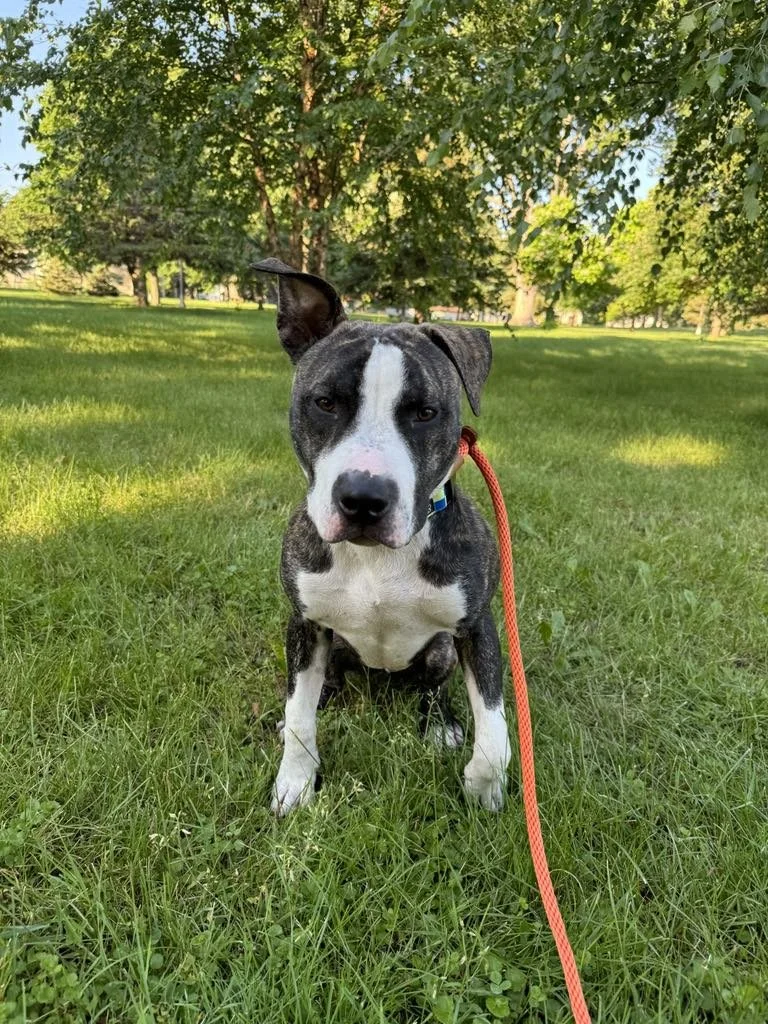 AdoptaBull — UnbreakaBULL Pitbull Rescue