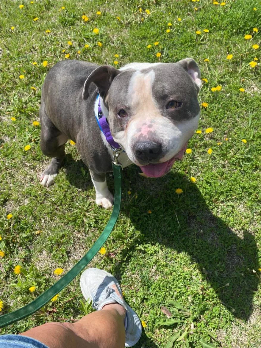 AdoptaBull — UnbreakaBULL Pitbull Rescue