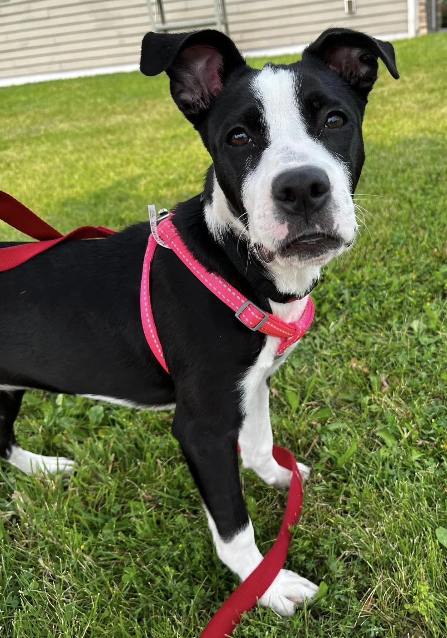 AdoptaBull — UnbreakaBULL Pitbull Rescue