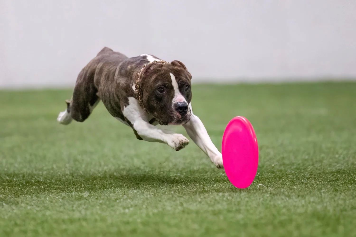 Raider — UnbreakaBULL Pitbull Rescue