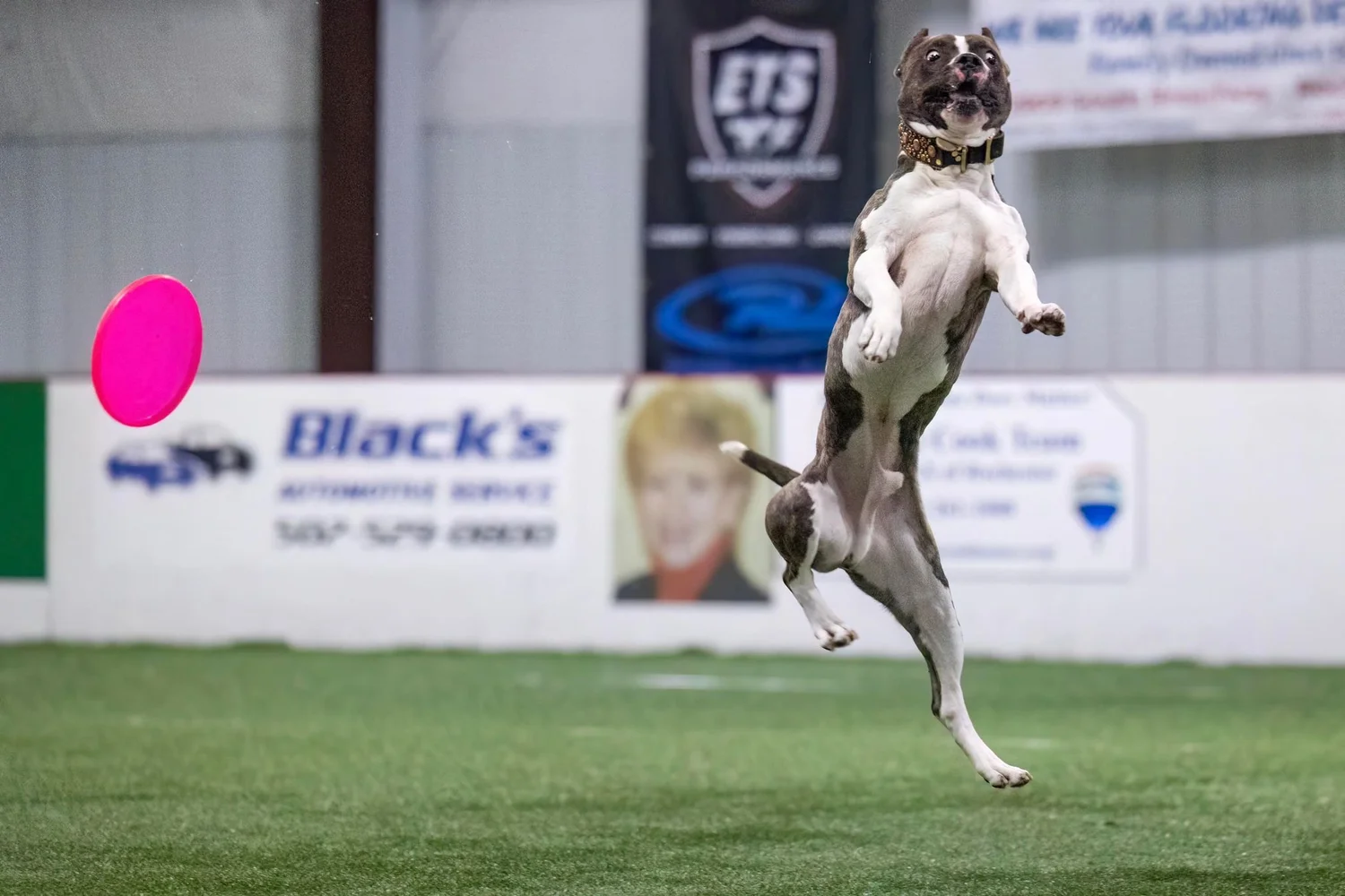 Raider — UnbreakaBULL Pitbull Rescue