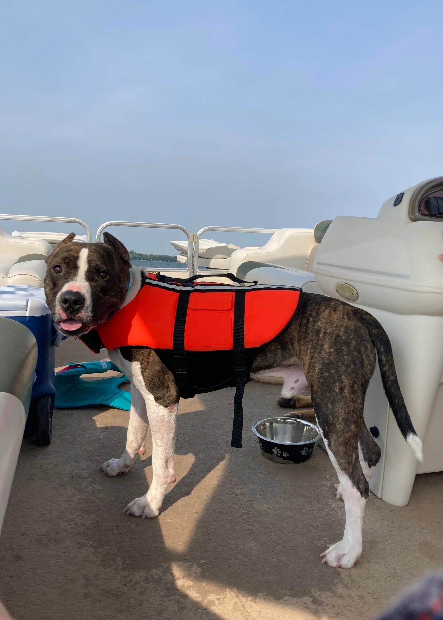 Raider — UnbreakaBULL Pitbull Rescue