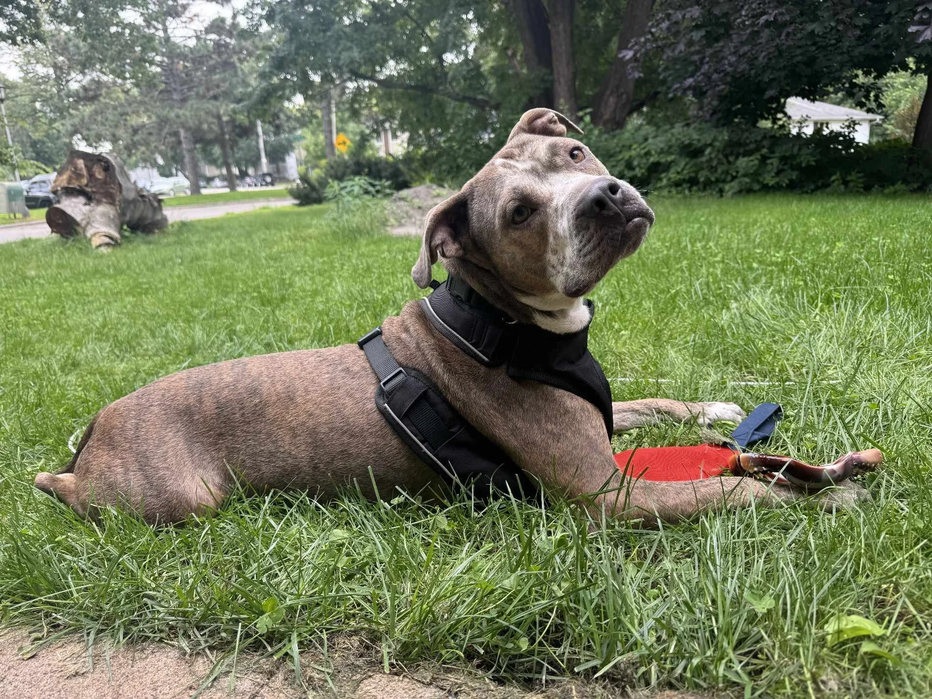 AdoptaBull — UnbreakaBULL Pitbull Rescue
